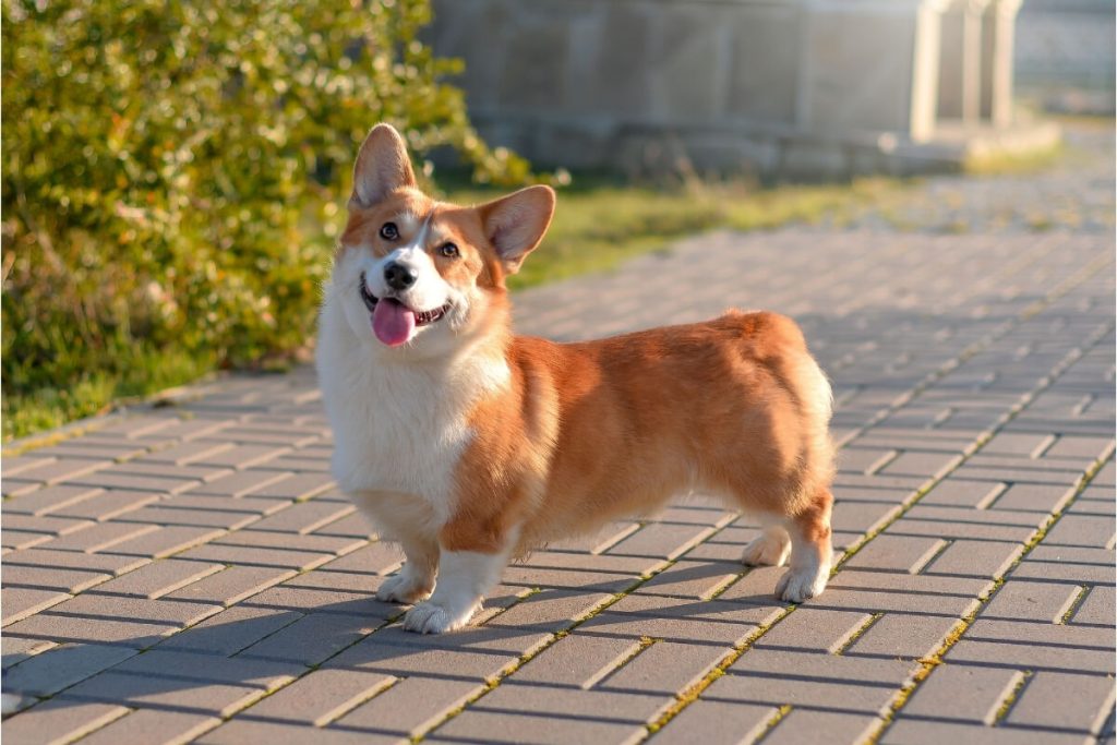 Cómo saber si un Corgi es de raza pura | Blog de ADOPTA un Animal Cómo saber si un Corgi es de raza pura | Blog de ADOPTA un Animal