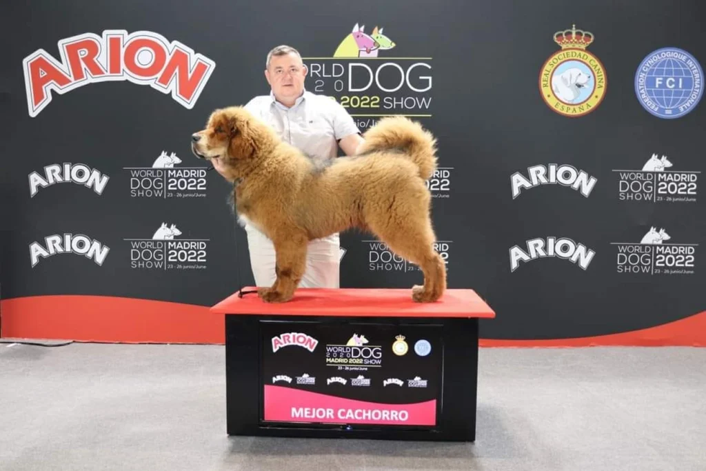 Cuánto cuesta mantener un perro Dogo Del Tíbet en España | Blog de ... Cuánto cuesta mantener un perro Dogo Del Tíbet en España | Blog de ...