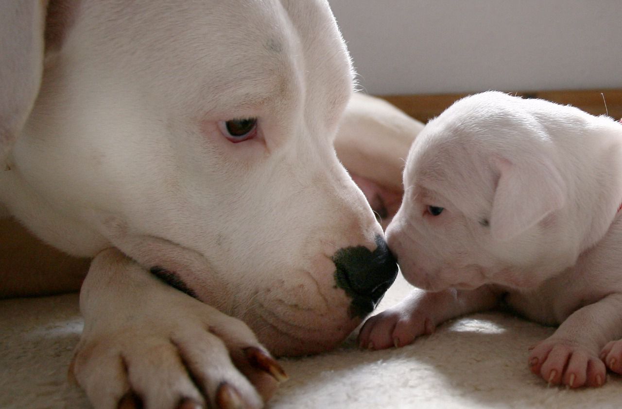 Cuánto cuesta un cachorro de Dogo Argentino en España | Blog de ADOPTA ... Cuánto cuesta un cachorro de Dogo Argentino en España | Blog de ADOPTA ...