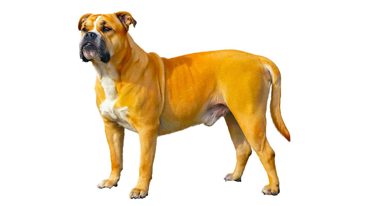 Cuánto cuesta un cachorro de Dogo Mallorquin en España | Blog de ADOPTA ... Cuánto cuesta un cachorro de Dogo Mallorquin en España | Blog de ADOPTA ...