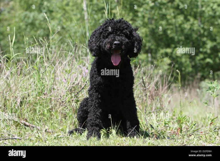 Dónde está prohibido el Barbet | Blog de ADOPTA un Animal Dónde está prohibido el Barbet | Blog de ADOPTA un Animal