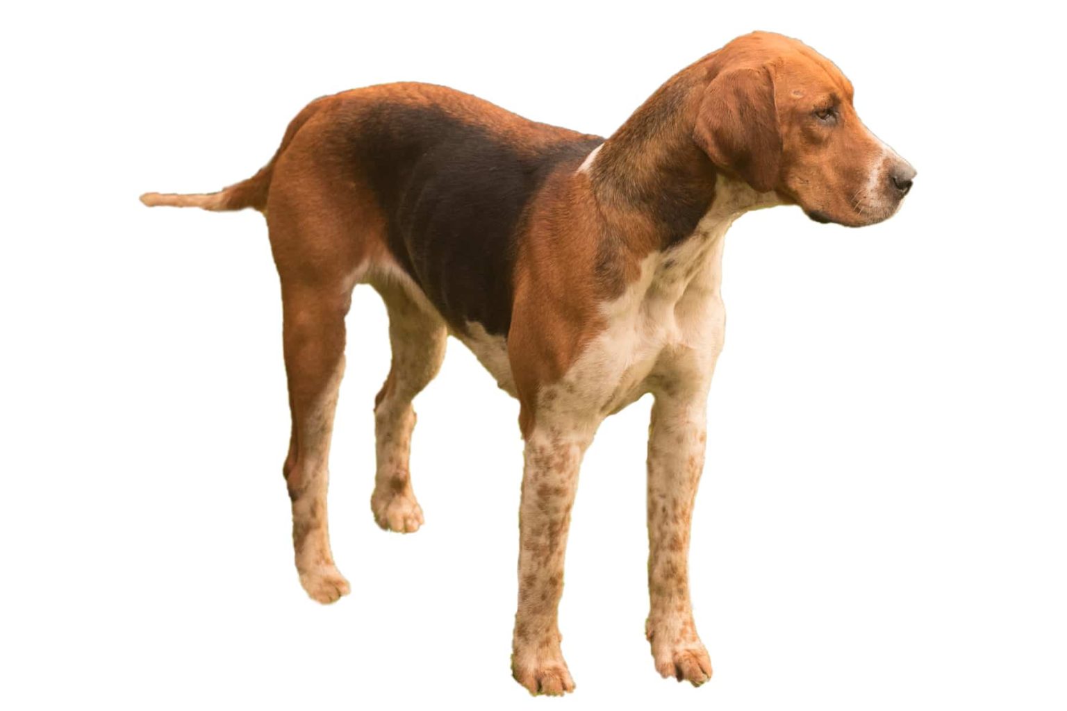 Dónde está prohibido el Foxhound Inglés | Blog de ADOPTA un Animal Dónde está prohibido el Foxhound Inglés | Blog de ADOPTA un Animal