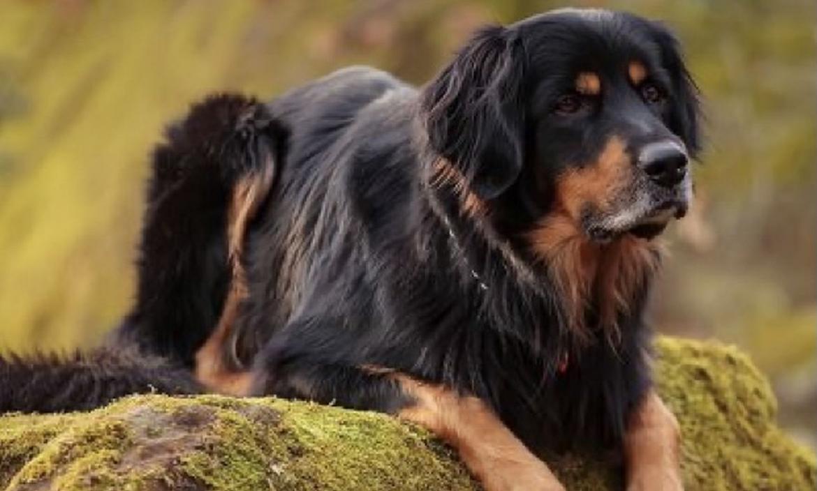Dónde está prohibido el Hovawart | Blog de ADOPTA un Animal Dónde está prohibido el Hovawart | Blog de ADOPTA un Animal