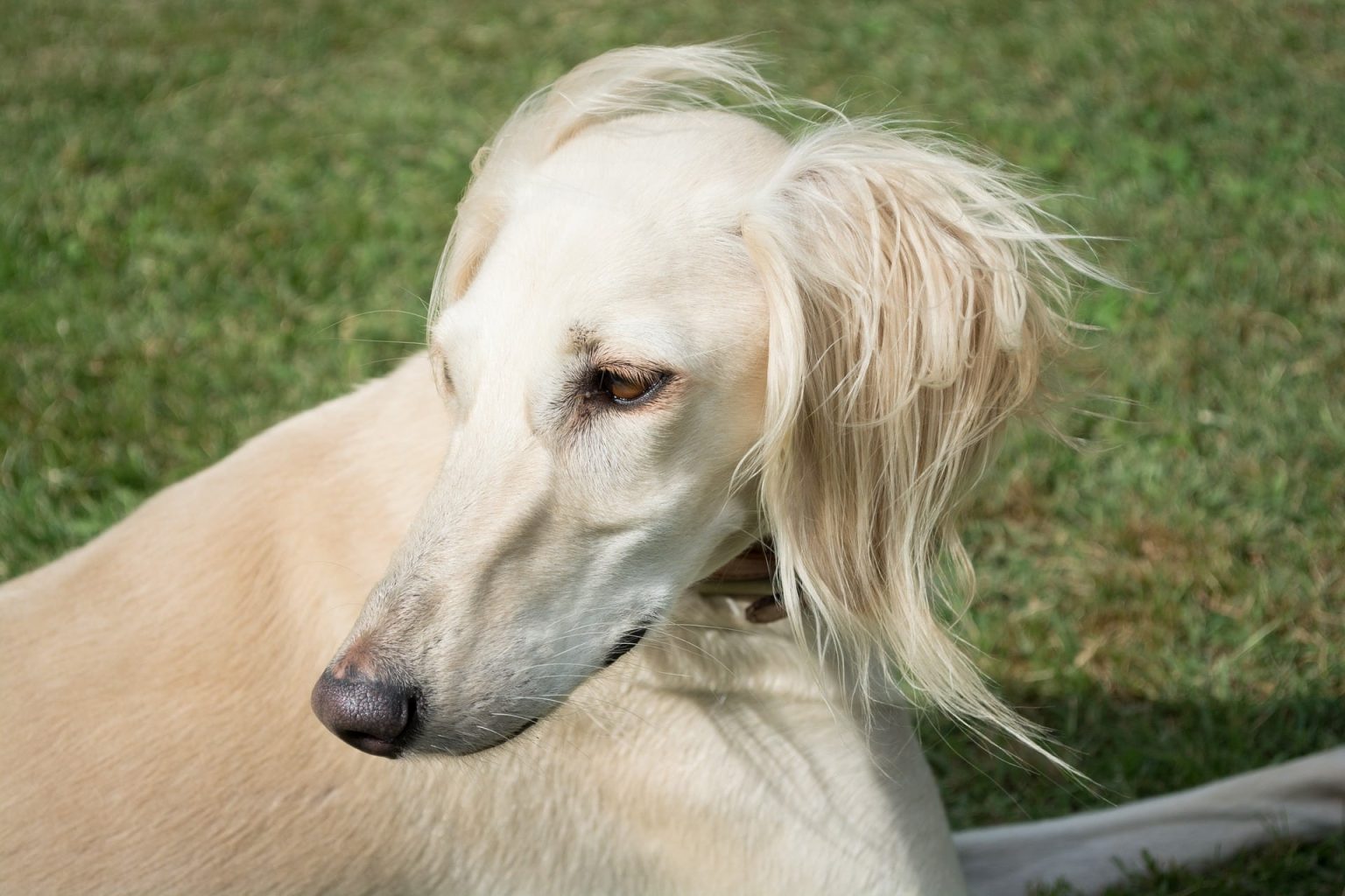 Dónde está prohibido el Saluki | Blog de ADOPTA un Animal Dónde está prohibido el Saluki | Blog de ADOPTA un Animal